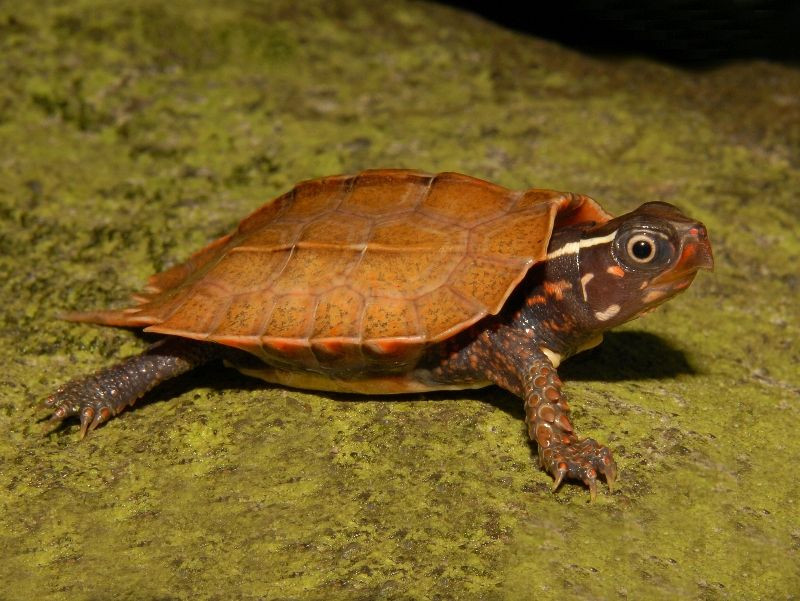 Box and Wood Turtles for Sale | 7-Day Guarantee | The Turtle Source