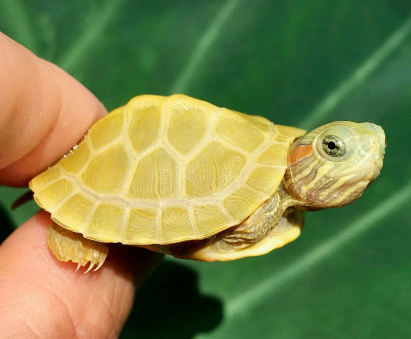 Paradox-Lime Phase Albino Red Eared Sliders For Sale | The Turtle Source