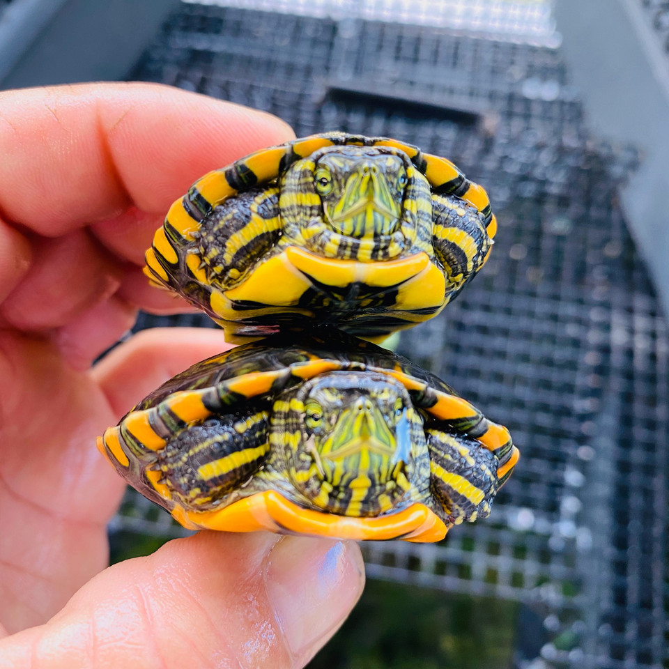 Brazilian Sliders | Brazilian Sliders For Sale | The Turtle Source