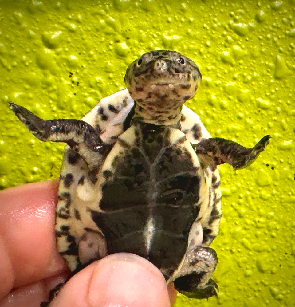 The Gibba Side Necked Turtle: Mesoclemmys gibba for sale At The Turtle ...