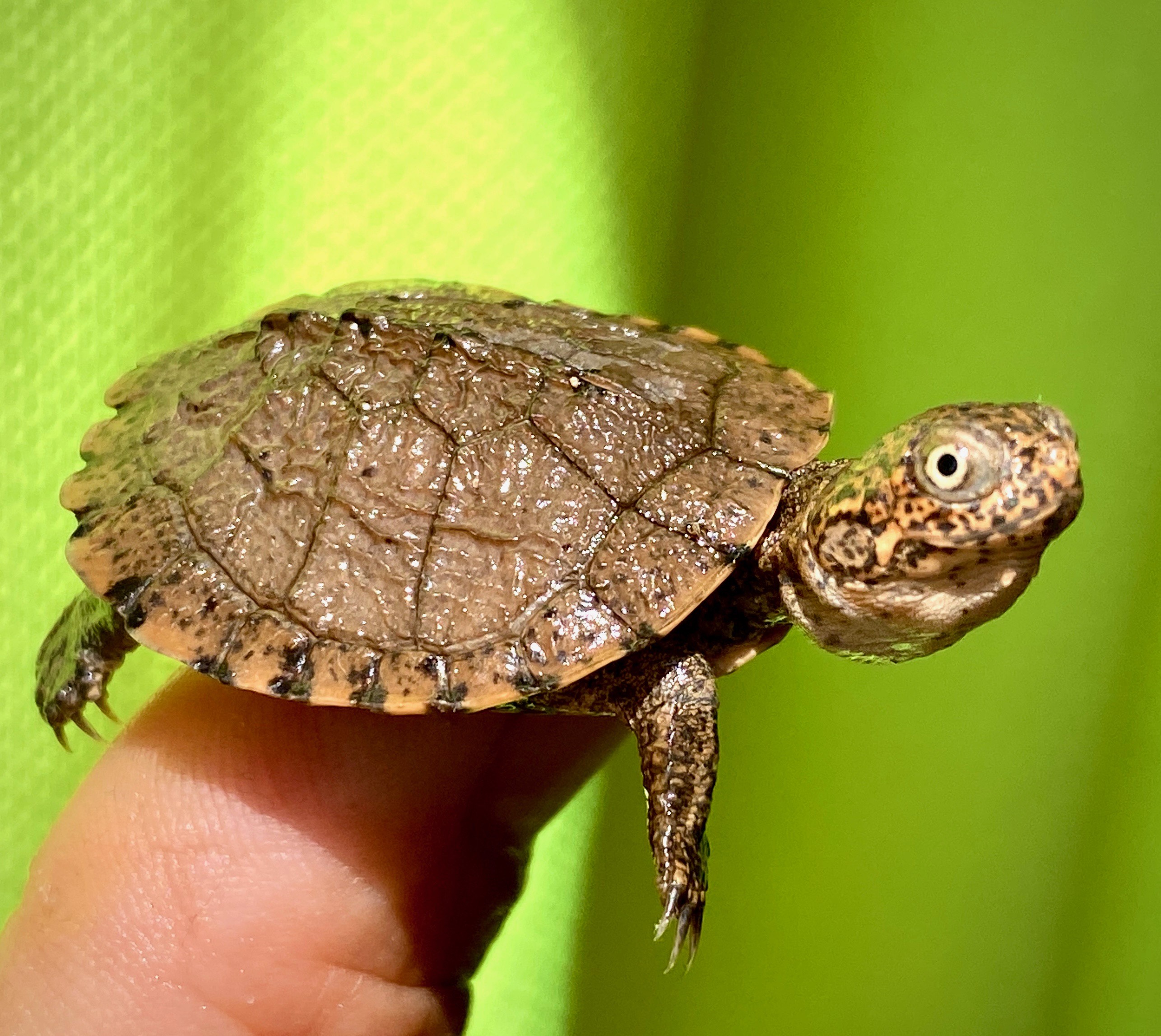 Buy Turtles and Tortoises | Baby Turtles | The Turtle Source