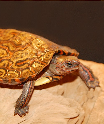 Over 200+ Species of well cared for and unique turtles