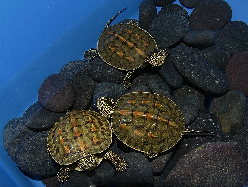 Chinese Golden Thread Turtles for sale | The Turtle Source
