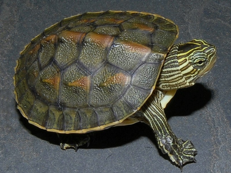 Chinese Golden Thread Turtles for sale | The Turtle Source