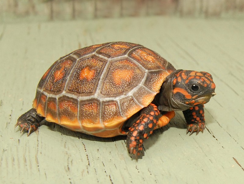 High Color Red Footed Tortoises | High Color Red Footed Tortoises For ...