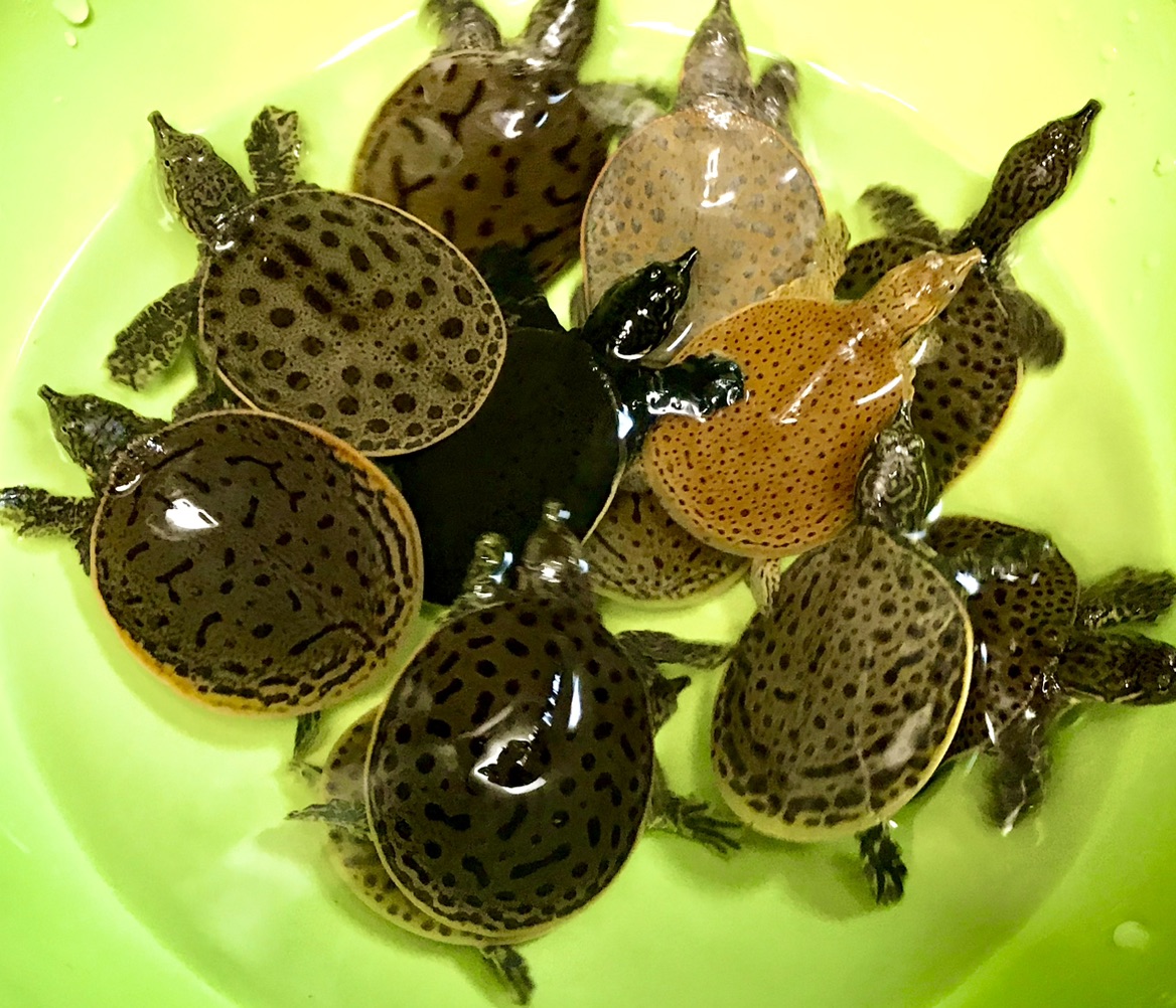 Hybrid Florida and Spiney Softshell Turtles for sale | The Turtle Source