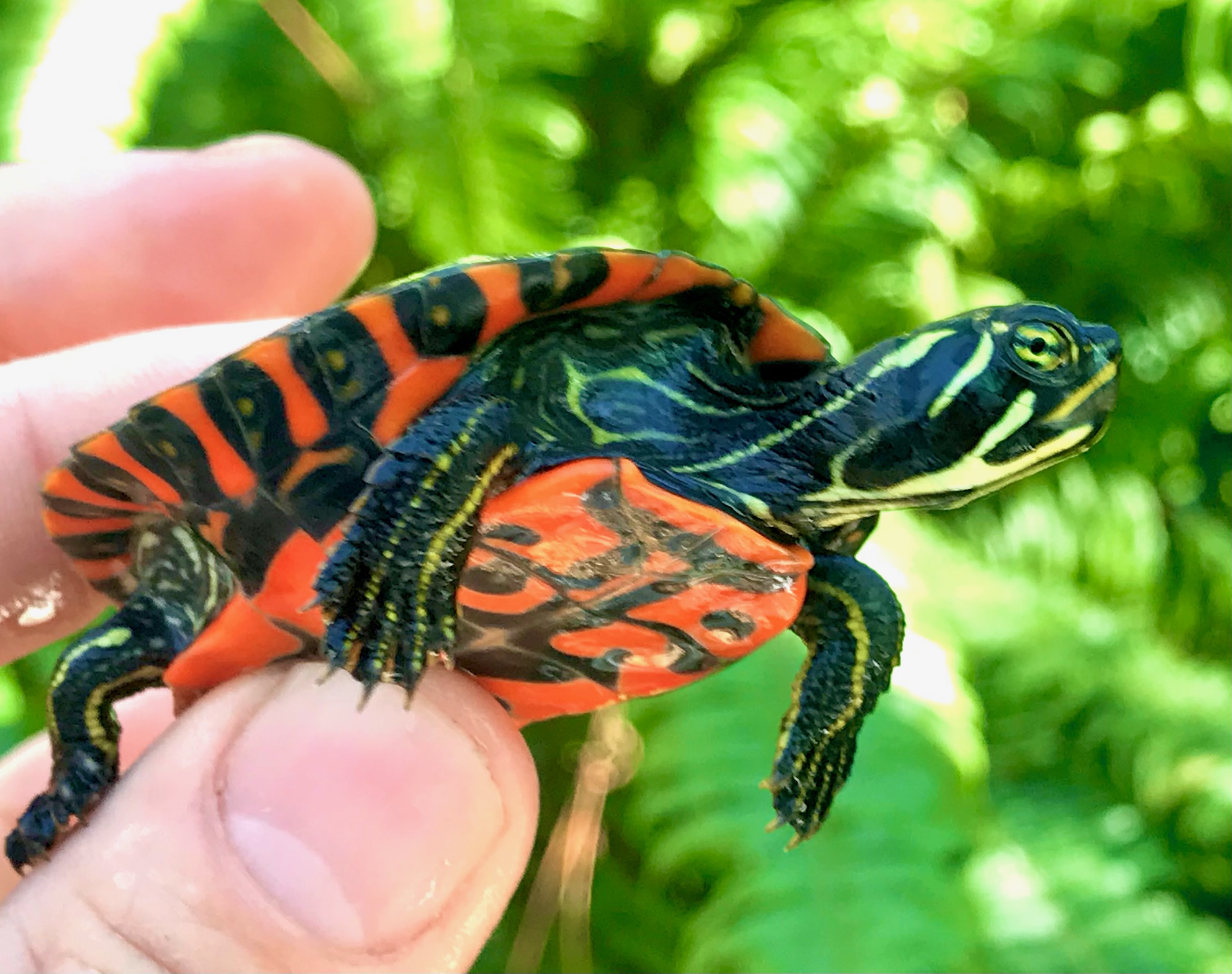 Northern Red Bellied Turtles for sale | The Turtle Source