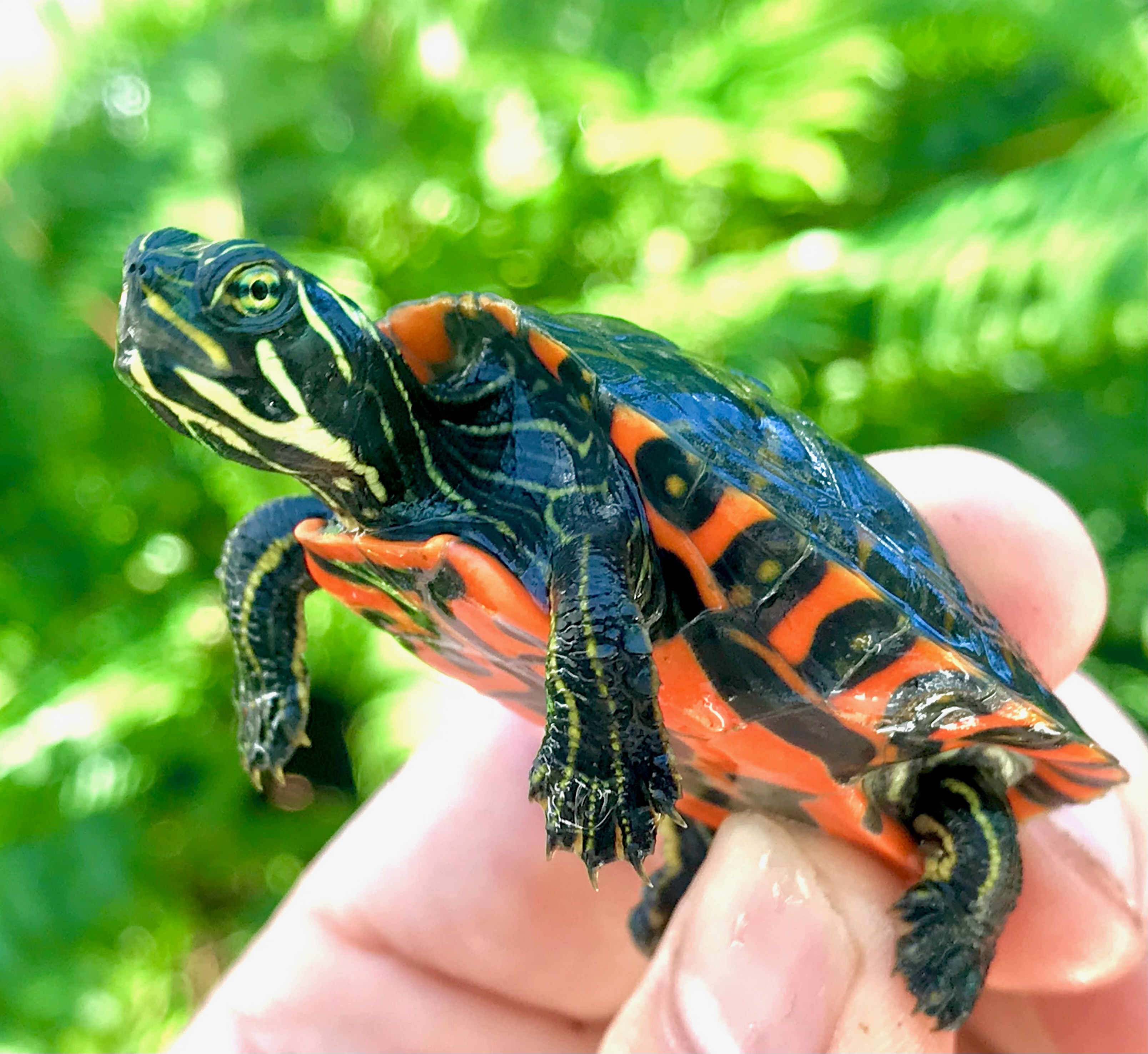 Northern Red Bellied Turtles for sale | The Turtle Source
