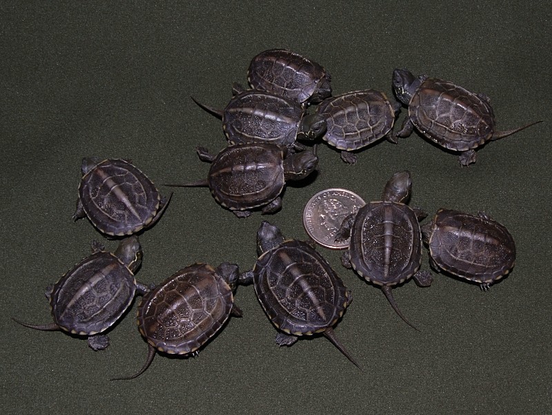 Reeves Turtles for sale | The Turtle Source
