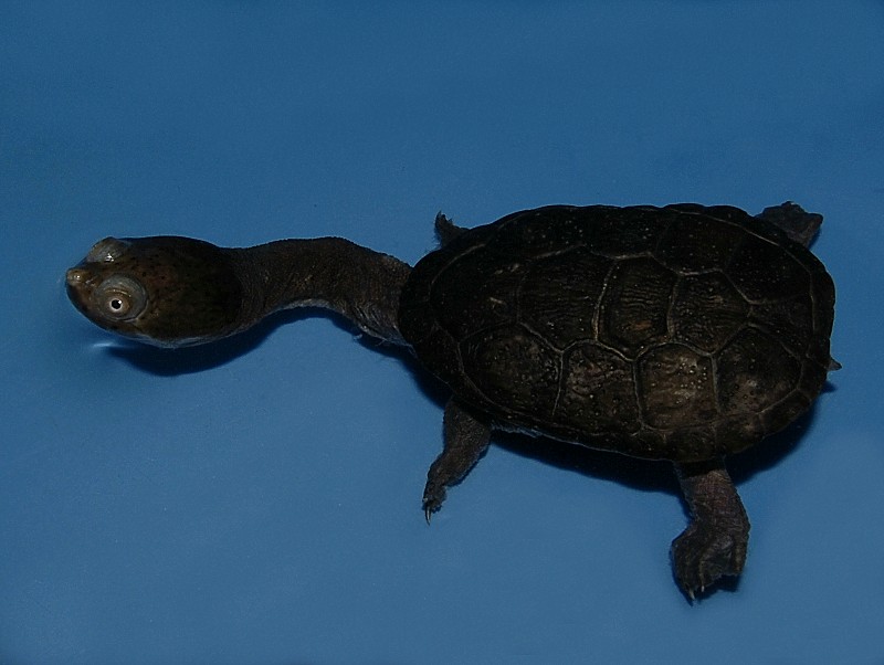Siebenrock's Snake Necked Turtles for sale | The Turtle Source