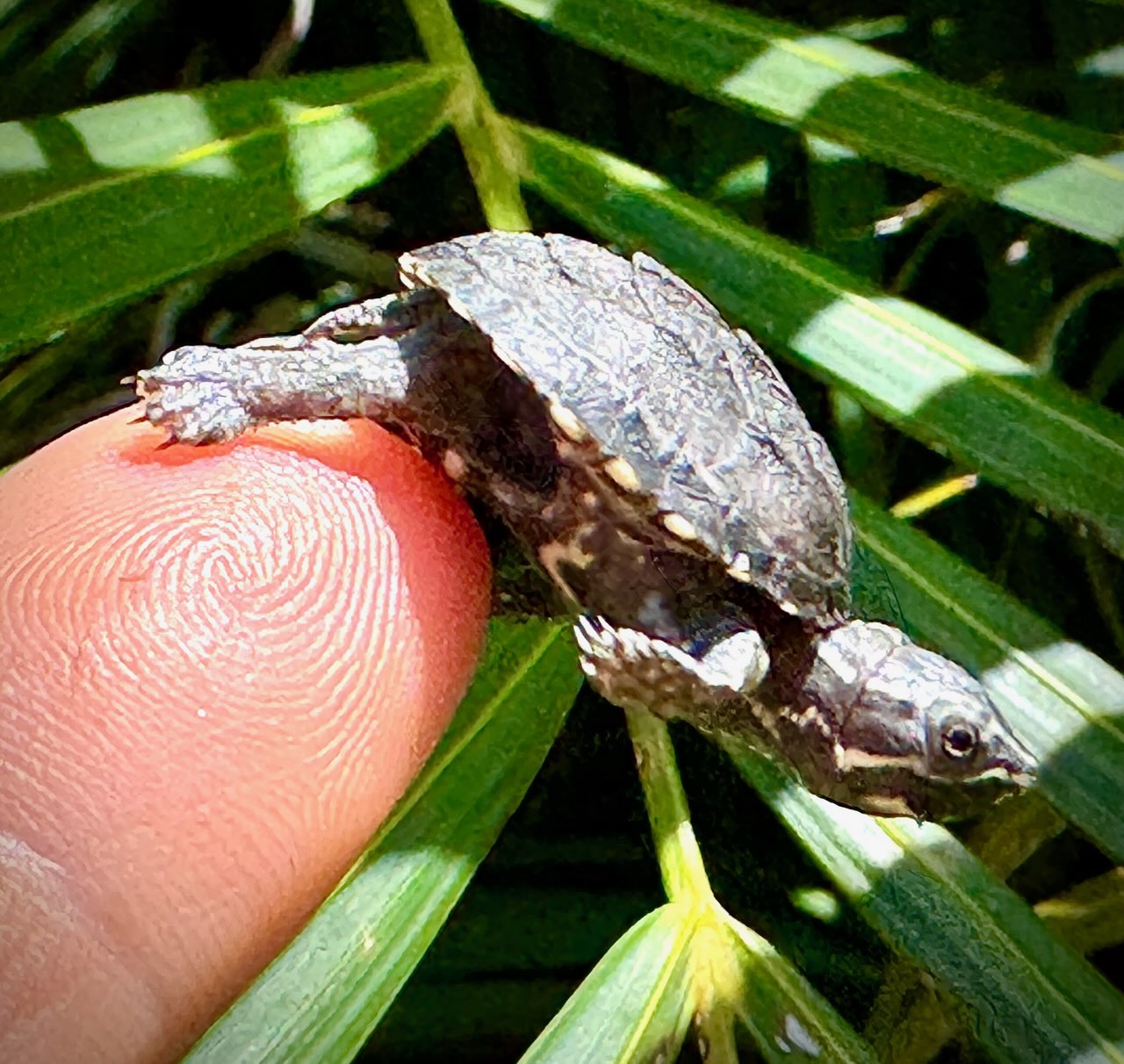 Stinkpot Musk Turtles for sale | The Turtle Source