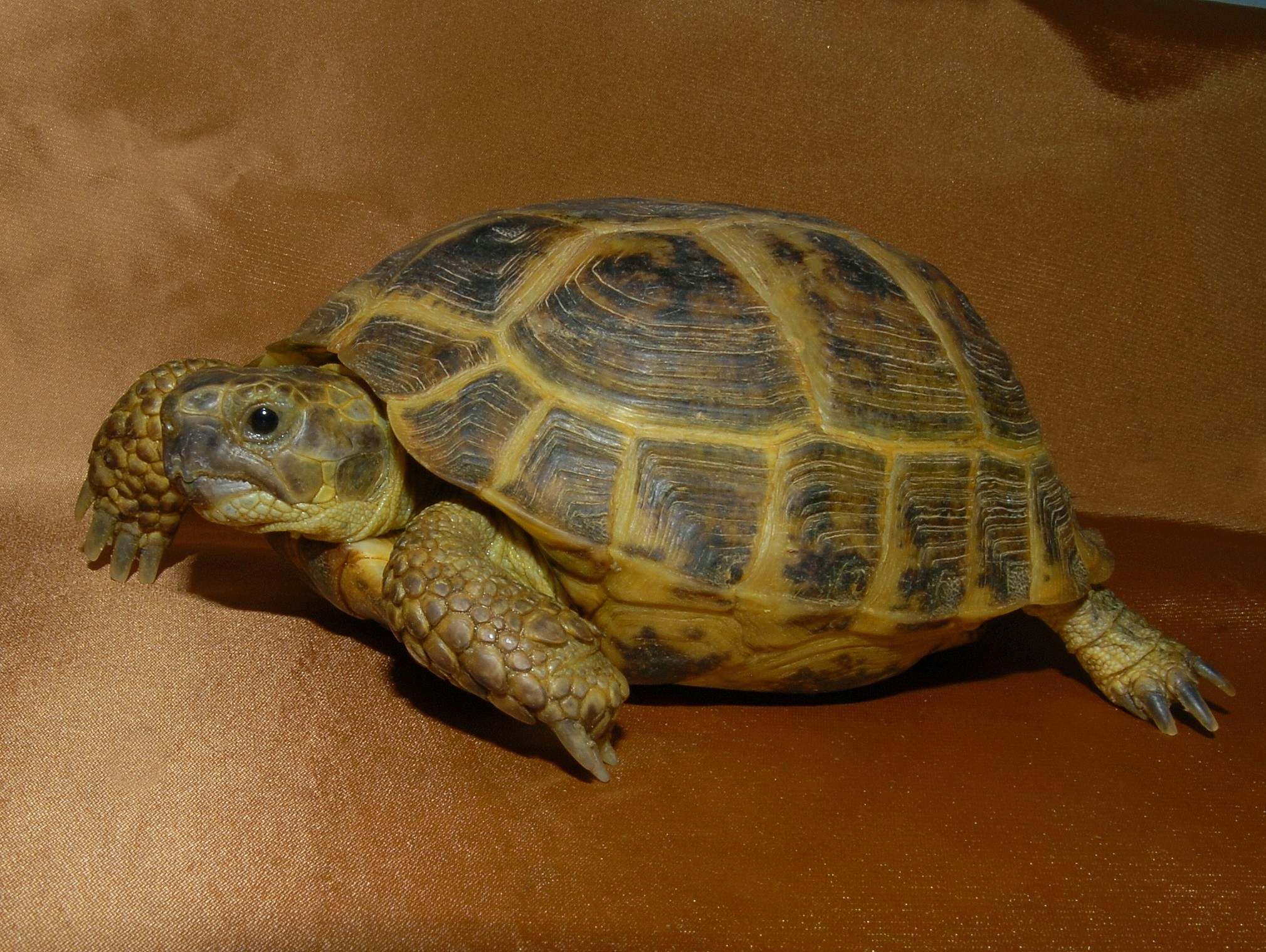 Russian Tortoise Size