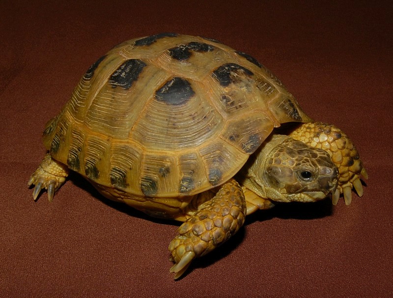 Russian Tortoises for sale | The Turtle Source