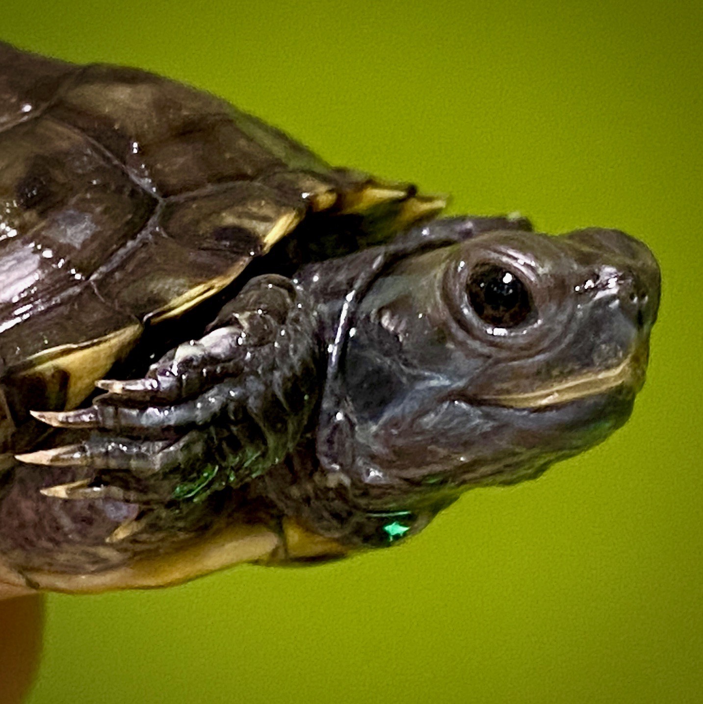 Melanistic Turtle