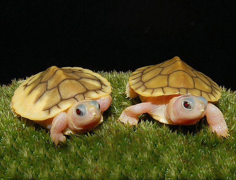 Caramel Pink Slider For Sale | The Turtle Source