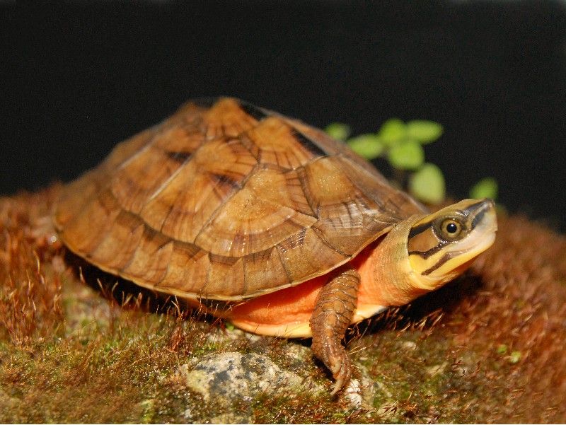 Chinese Golden Coin Turtles for sale | The Turtle Source