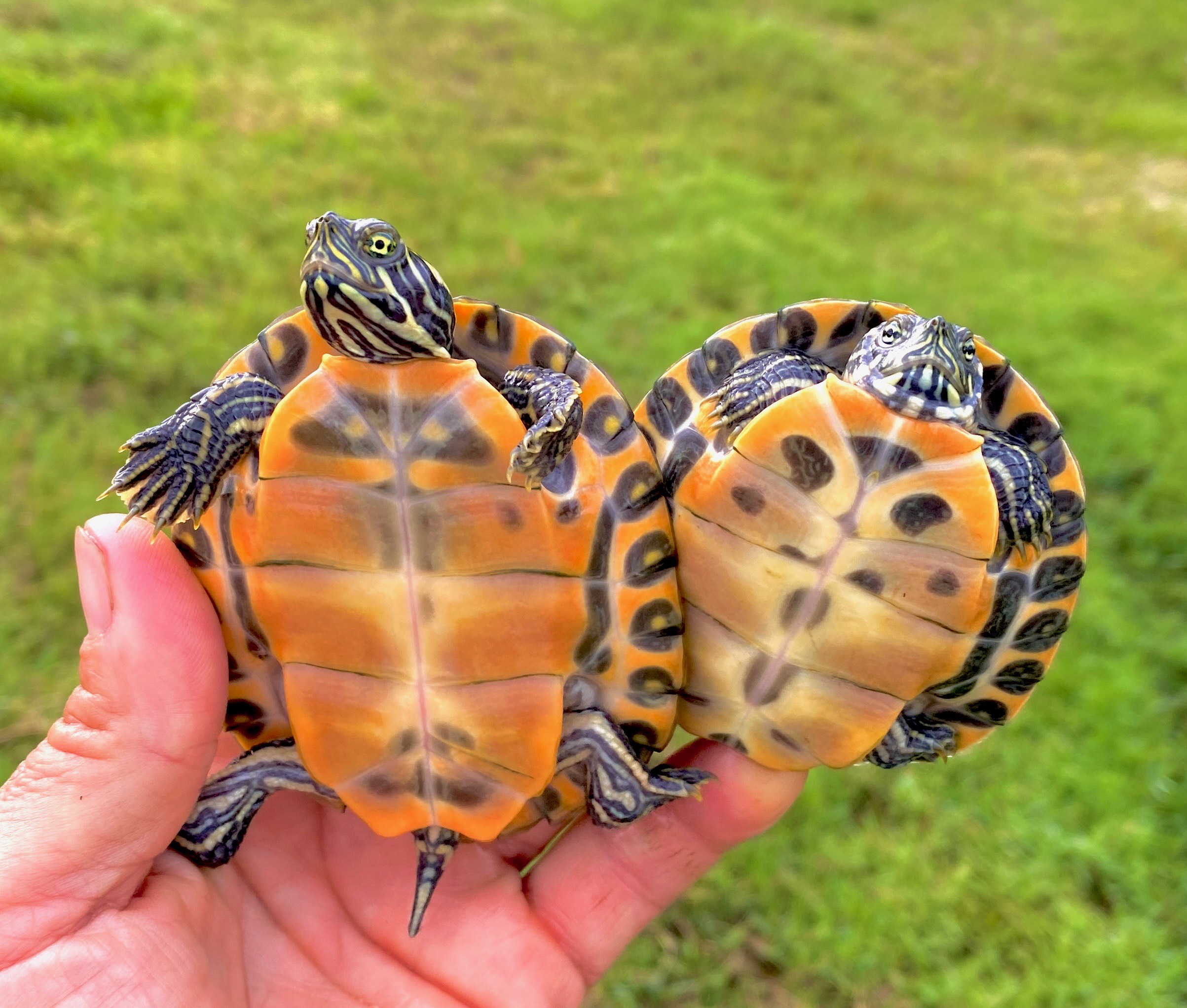 Southern River Cooters for sale | The Turtle Source