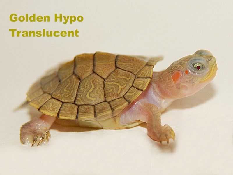 Hypo Translucent Red Eared Slider (Golden Phase)