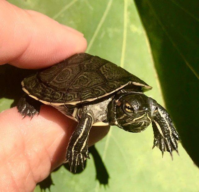 Puerto Rican Sliders for sale | The Turtle Source
