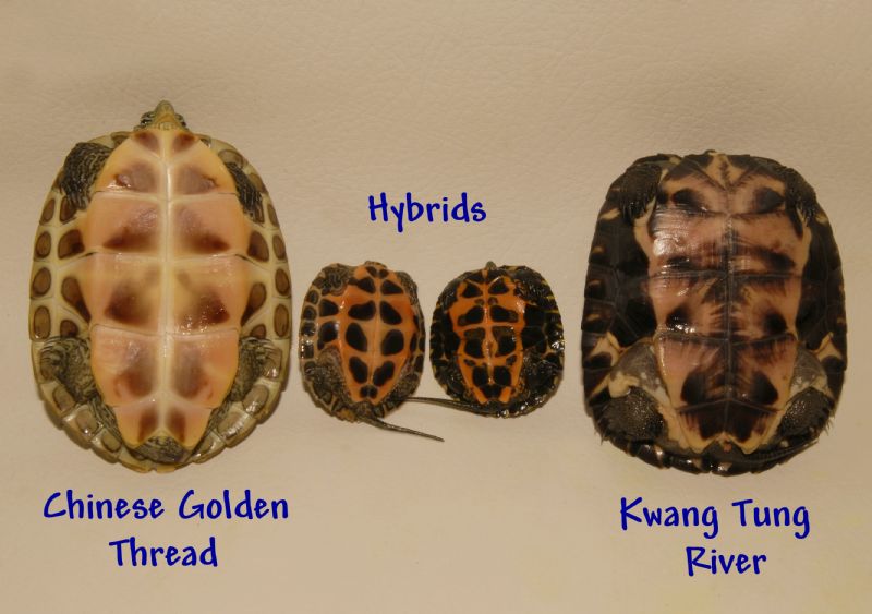 Kwang Tung River X Chinese Golden Thread Hybrid Turtles for sale | The ...