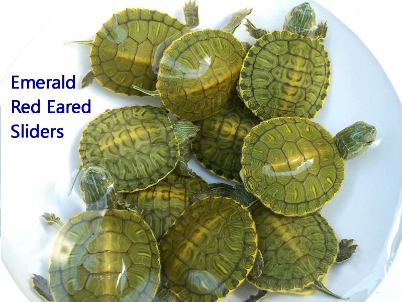 Emerald Red Eared Sliders for sale | The Turtle Source