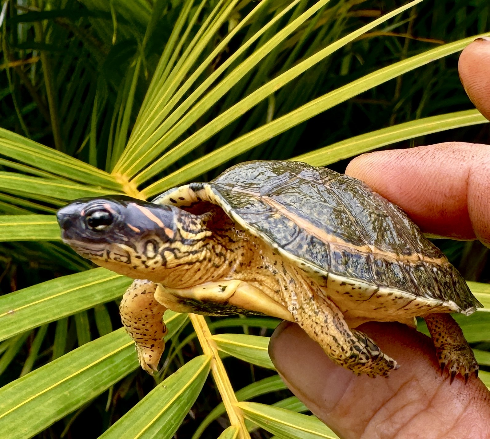 Furrowed Wood Turtles for sale | The Turtle Source