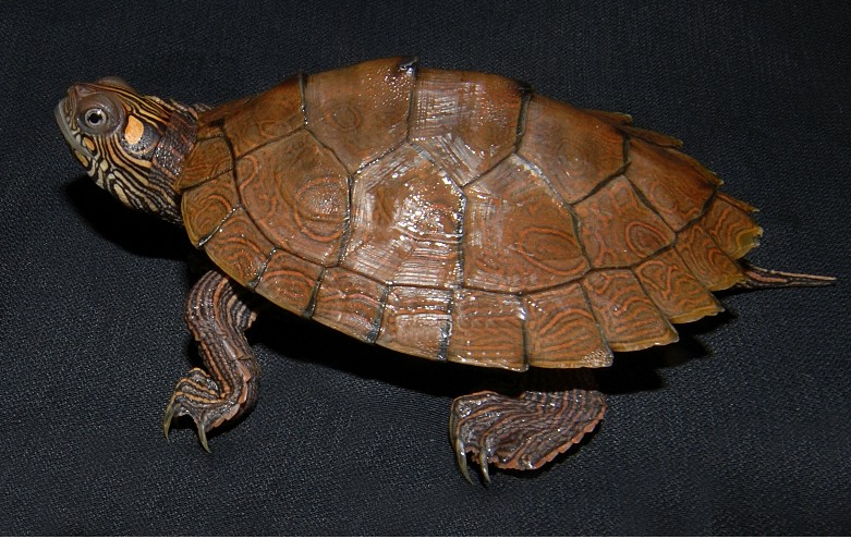 High Orange Ouachita Map Turtles for sale | The Turtle Source