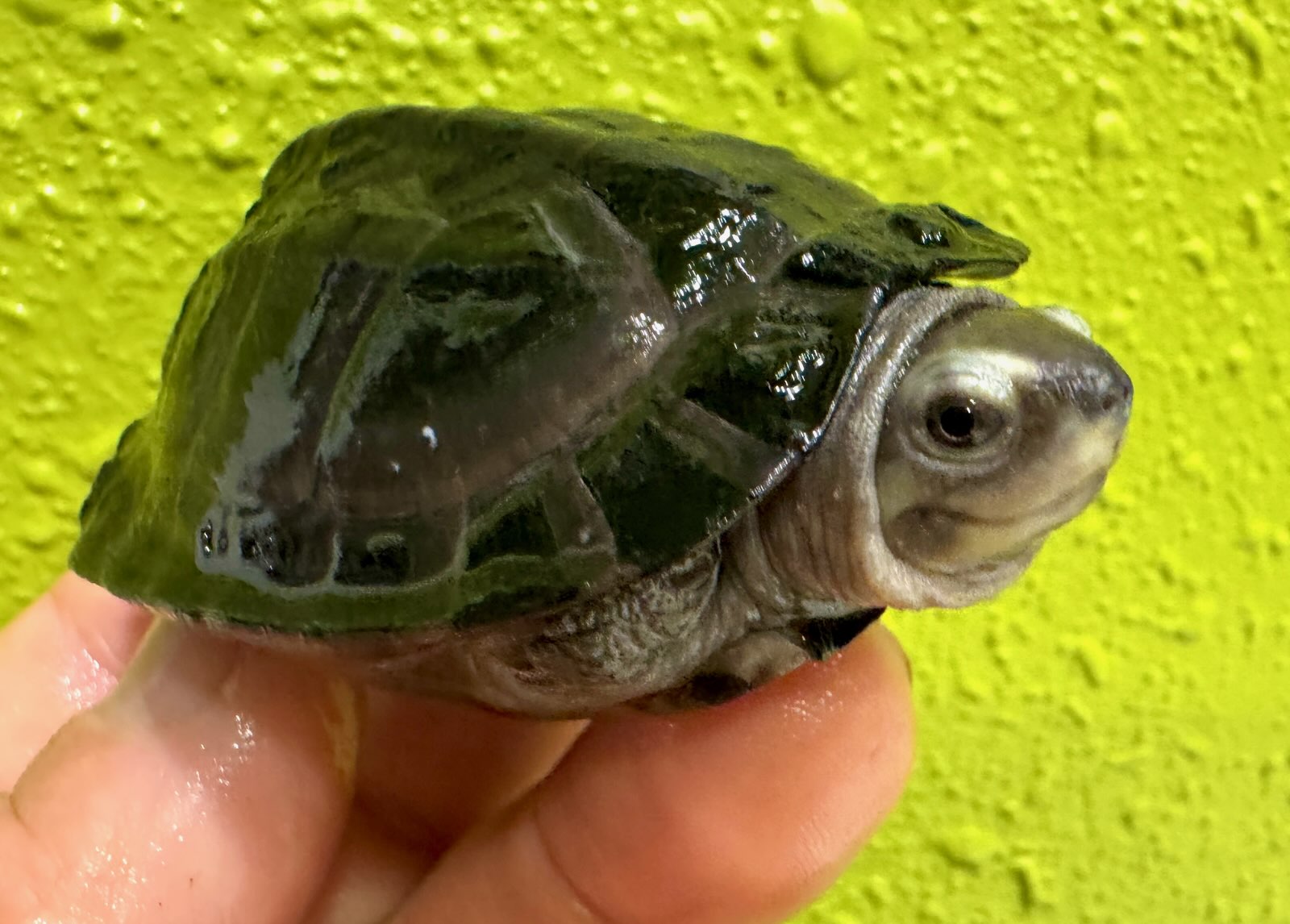 Chinese Marsh Turtle Chinese Soft Shell Terrapins – Invasive Species