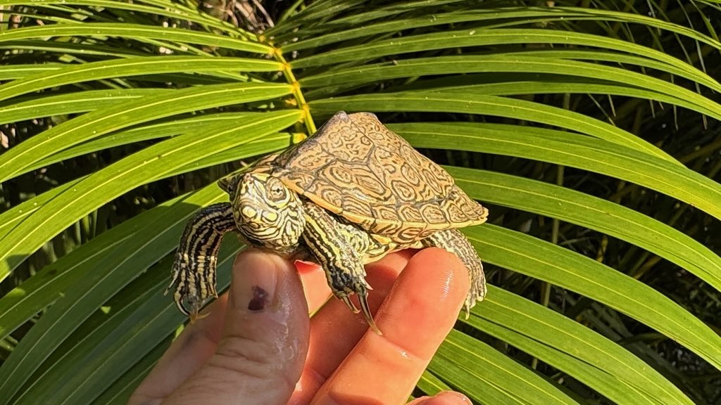 Lake Hamilton Map Turtles for sale | The Turtle Source