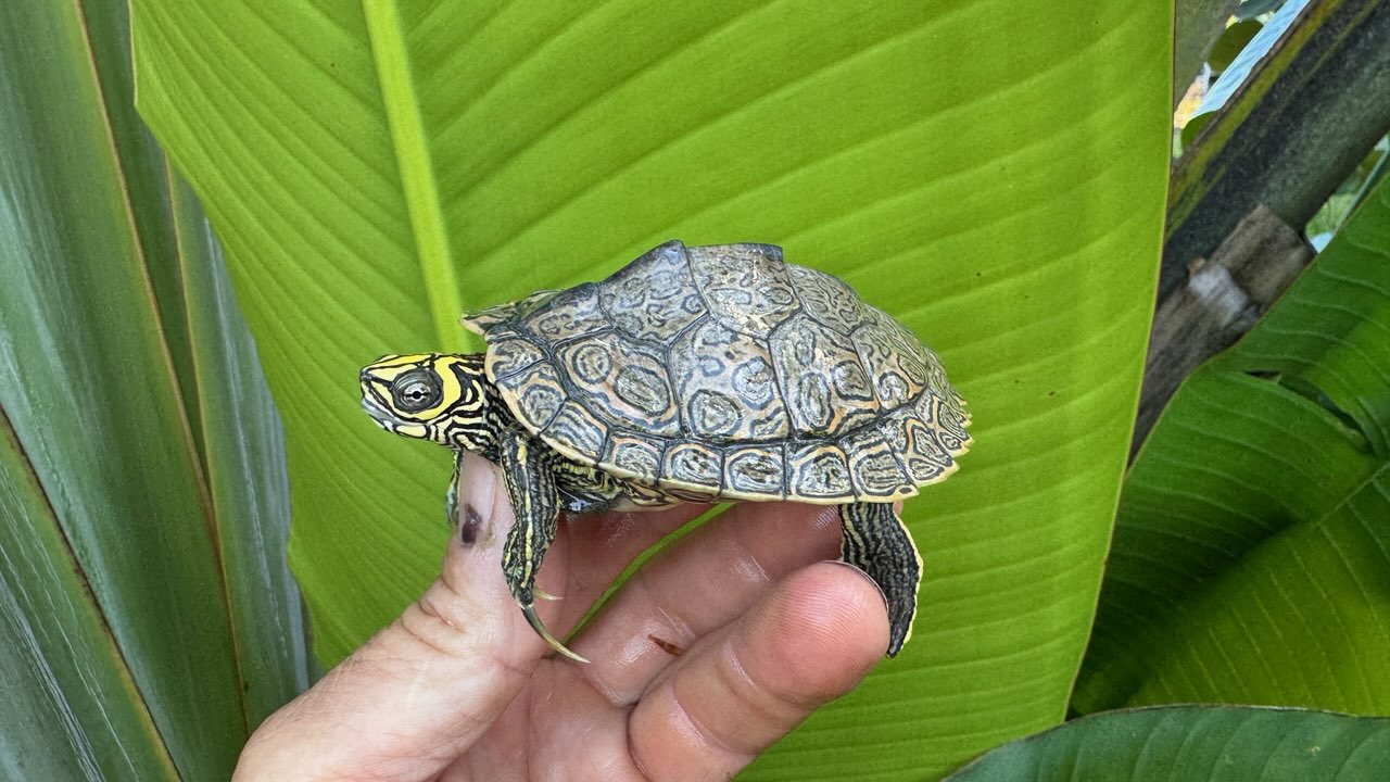 Lake Hamilton Map Turtles for sale | The Turtle Source