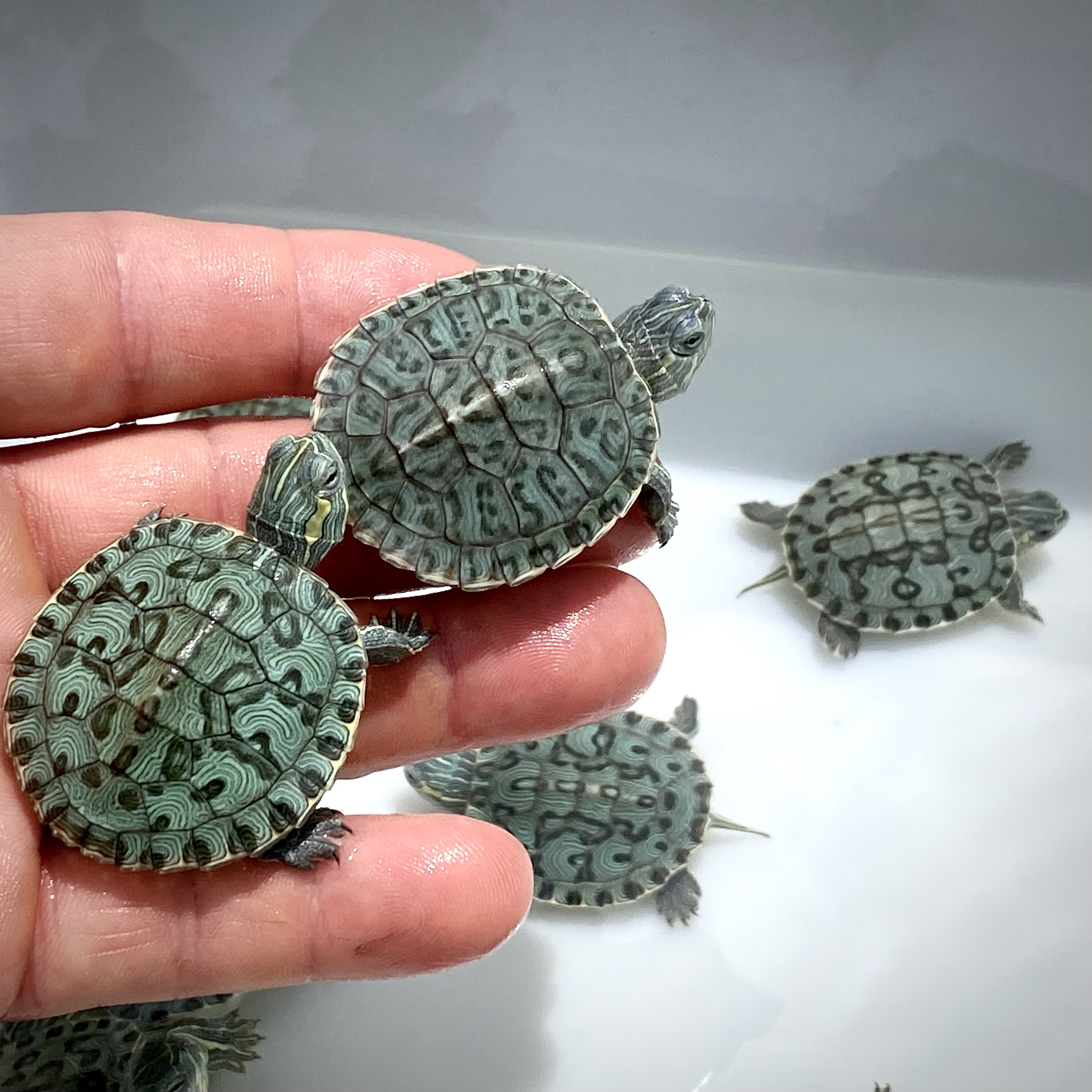 Leopard Red Eared Sliders for sale | The Turtle Source