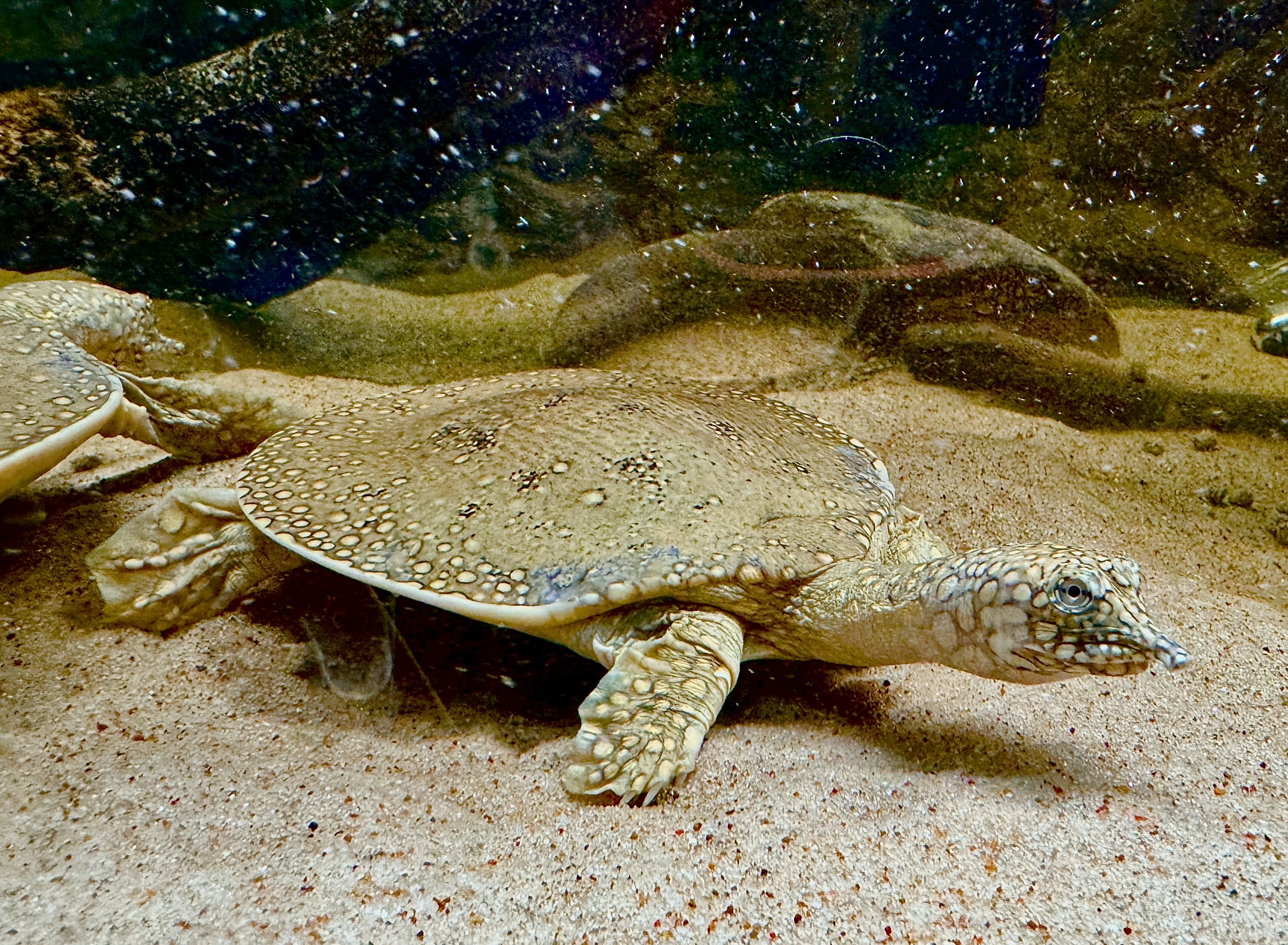 Nile River Turtles Nile Soft Shelled Turtle Stock Photos Free