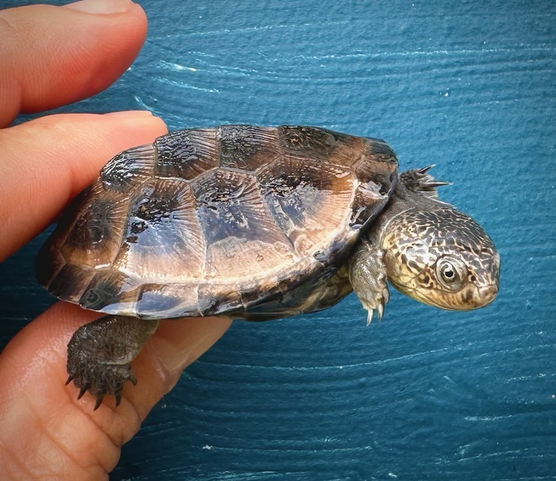 Upembae Mud Turtles for sale at The Turtle Source