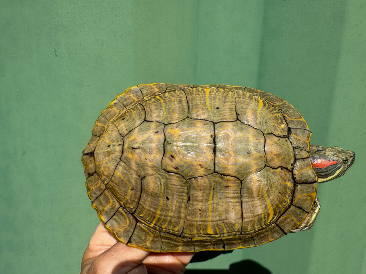 Paradox-Lime Phase Albino Red Eared Sliders For Sale | The Turtle Source