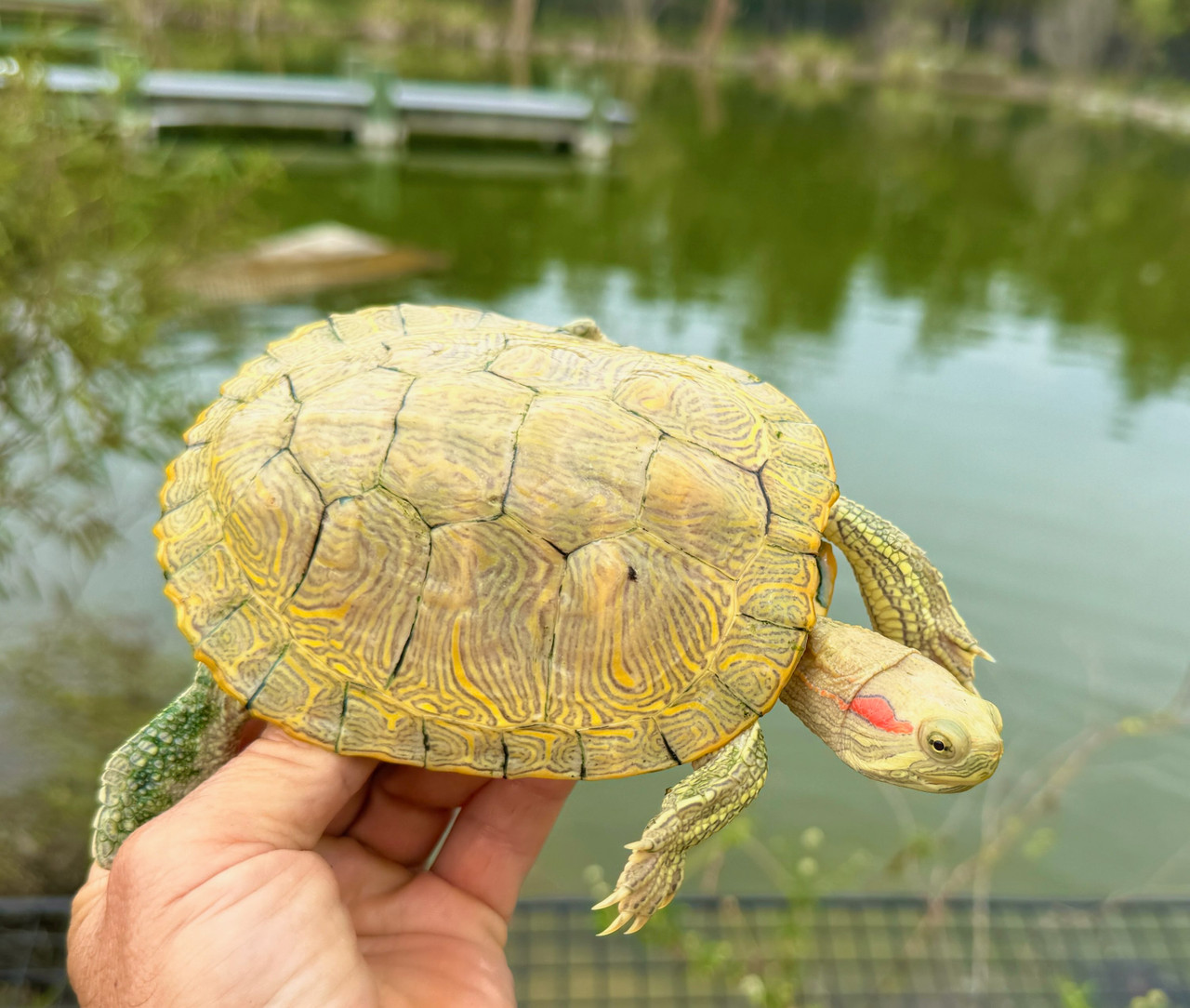 Paradox Albino Red Eared Slider For Sale | The Turtle Source