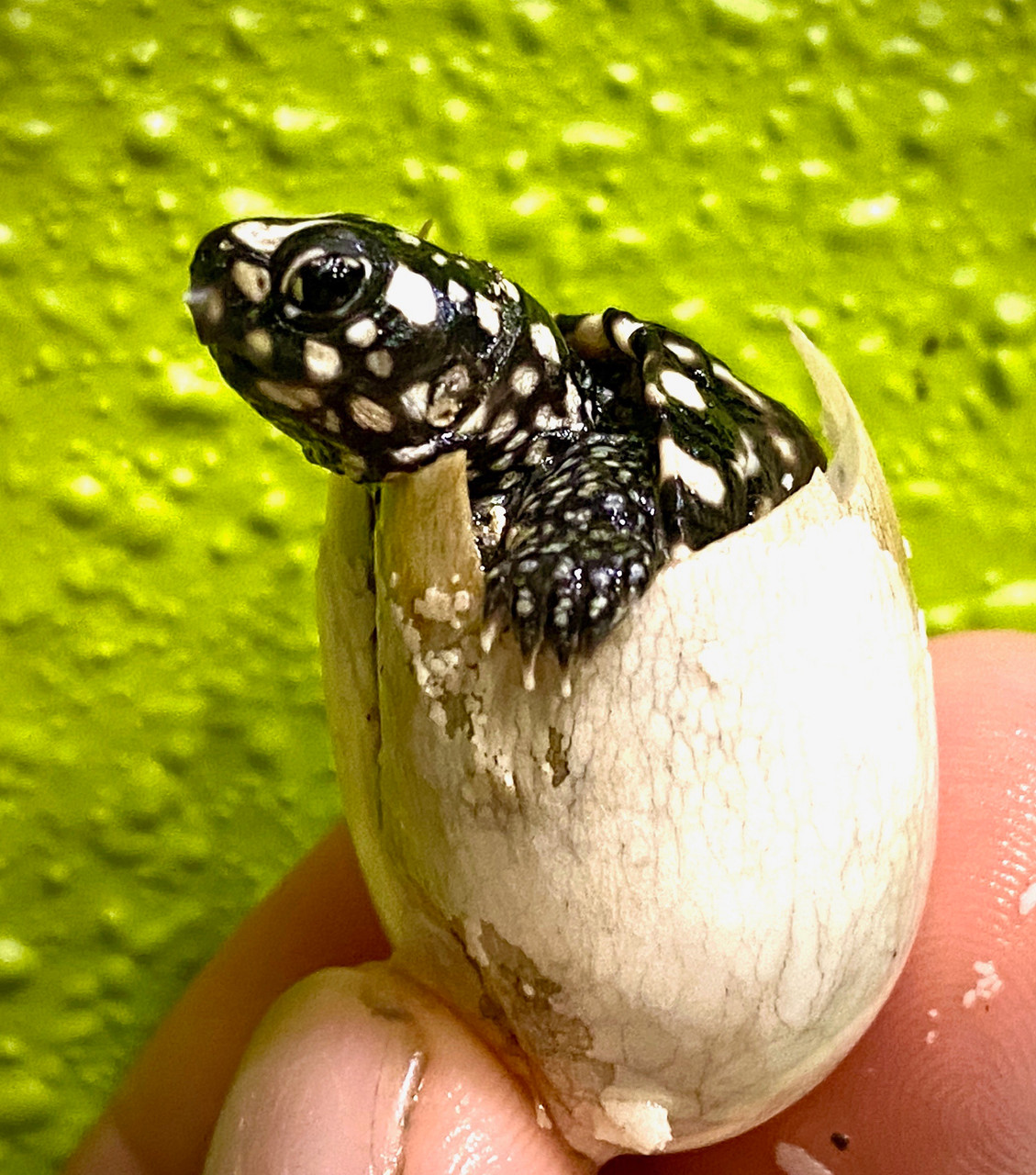 Black Spotted Pond Turtles for sale | The Turtle Source