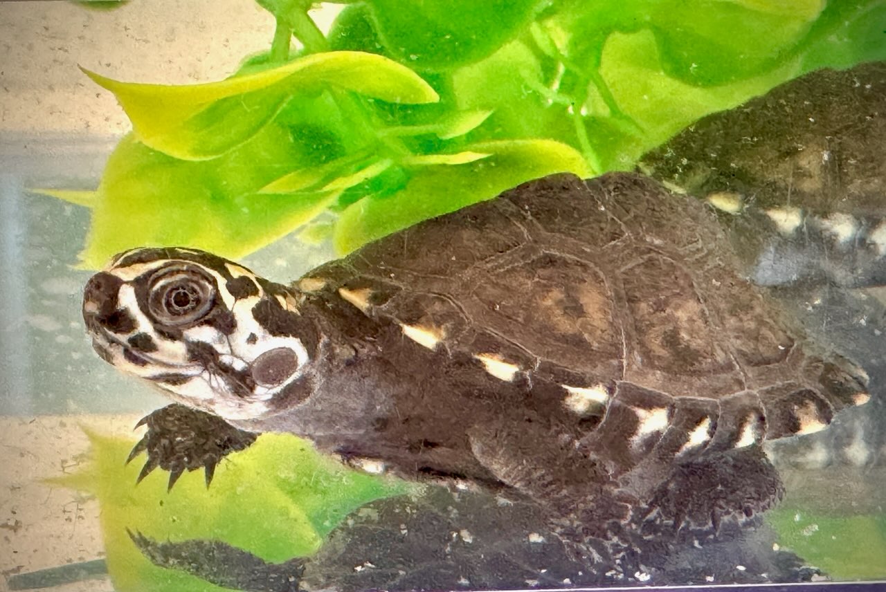 Okavango African Mud Turtles for sale | Pelusios bechuanicus| The ...