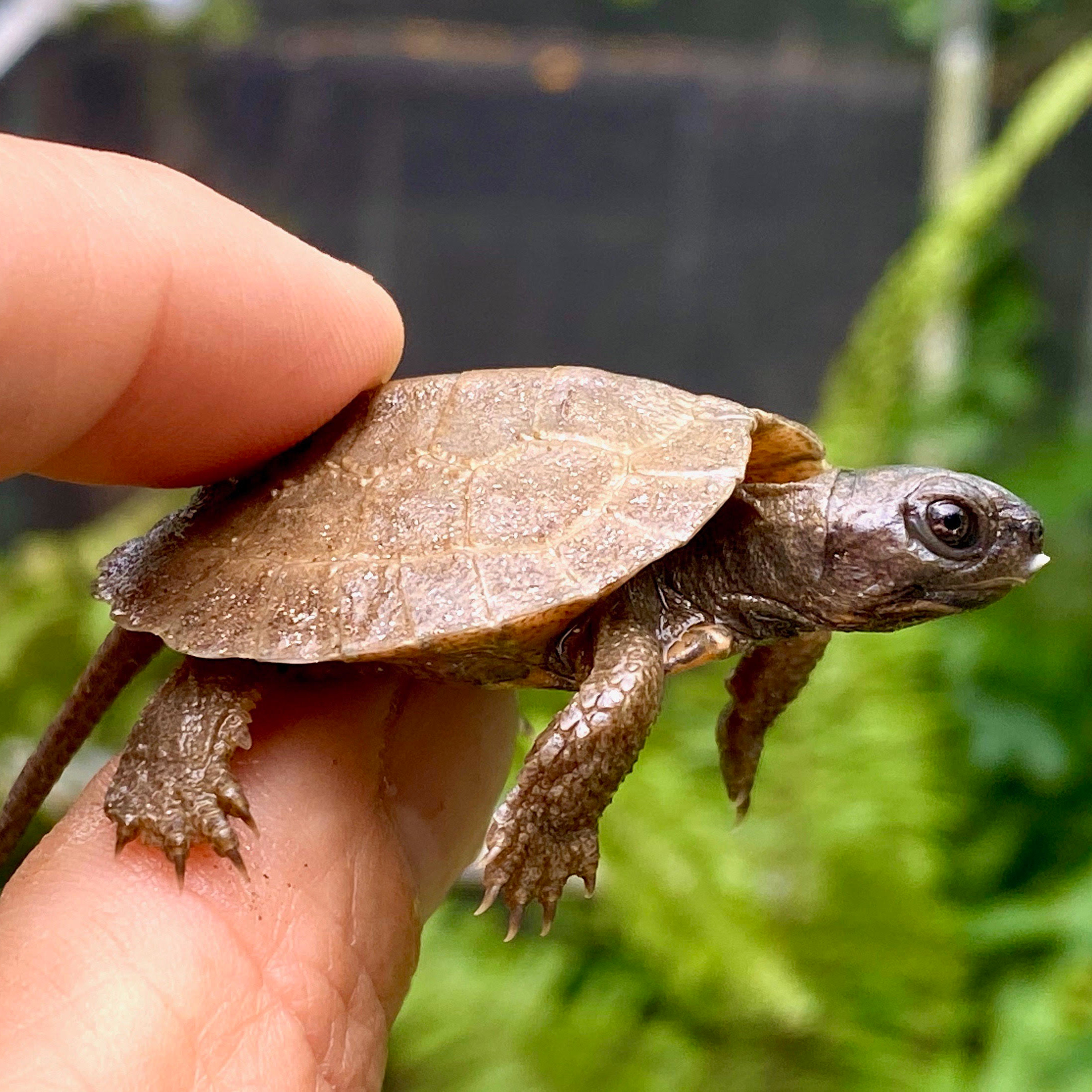 How to unpack and care for you first turtle! - The Turtle Source