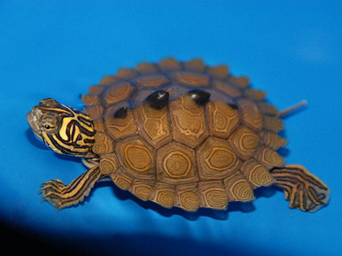 Northern Black Knobbed Sawback Map Turtles for sale | The Turtle Source