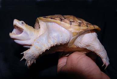 Leucistic Common Snapping Turtles | Leucistic Common Snapping Turtles ...