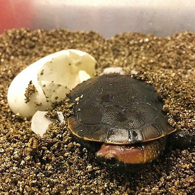 Twist-Necked Turtles for sale | The Turtle Source