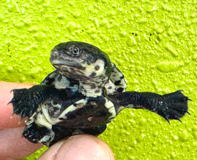 The Gibba Side Necked Turtle: Mesoclemmys gibba for sale At The Turtle ...