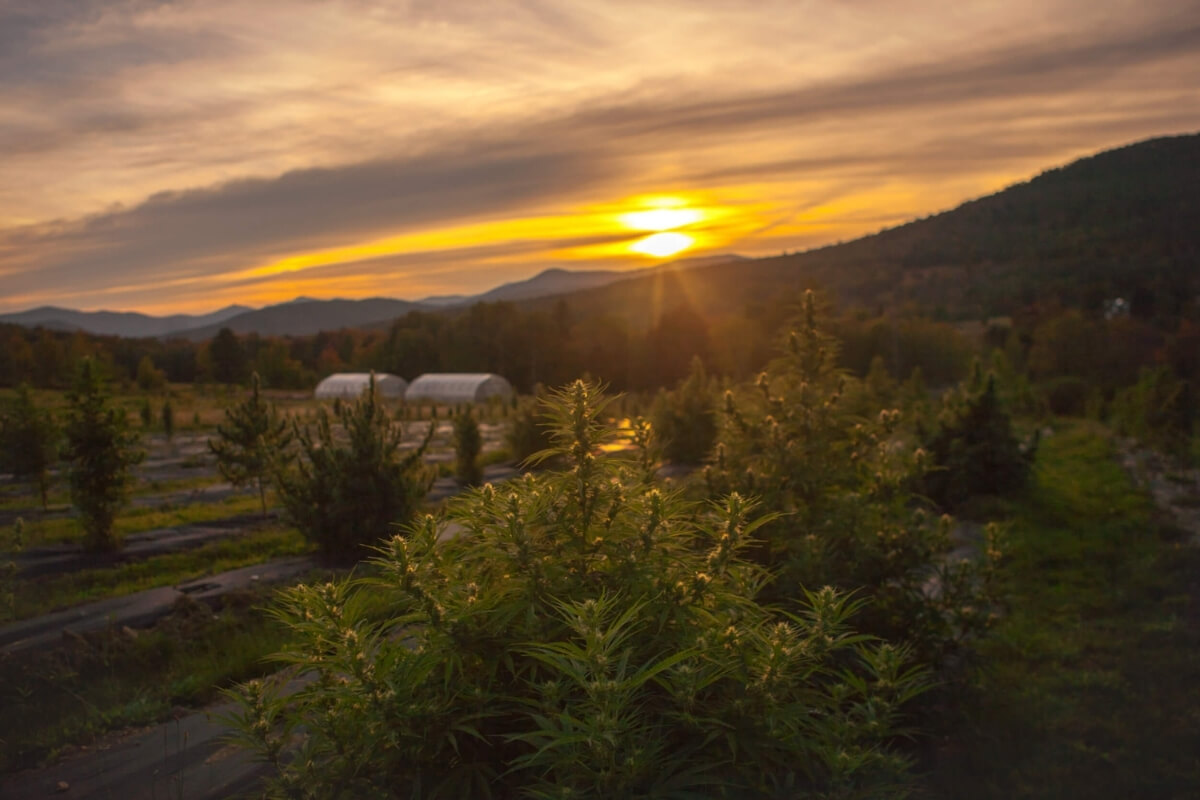 Why You Need More Sleep and How to Get it - Luce Farm Wellness