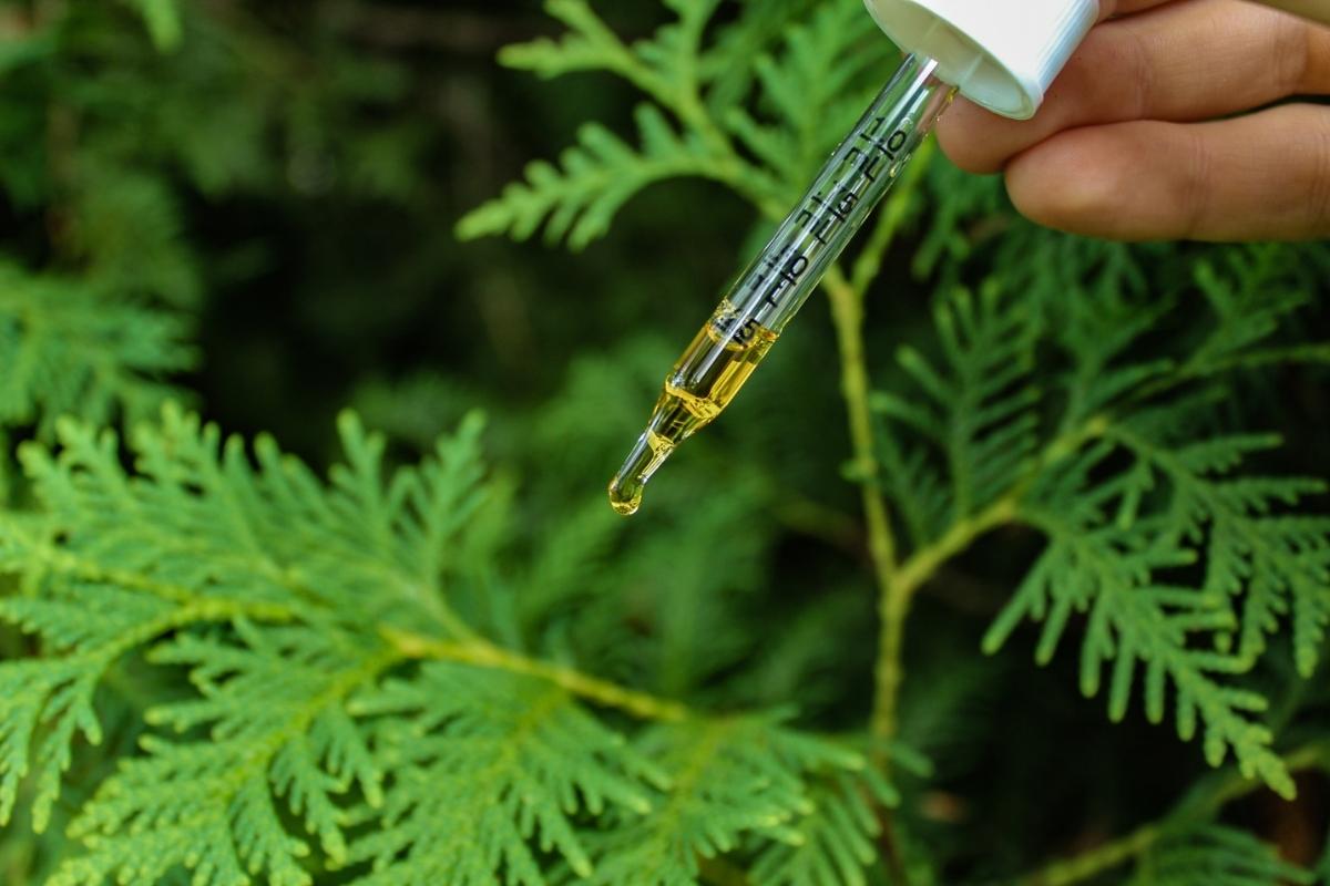Your Guide To Increase CBD Absorption - Luce Farm Wellness - Luce Farm ...