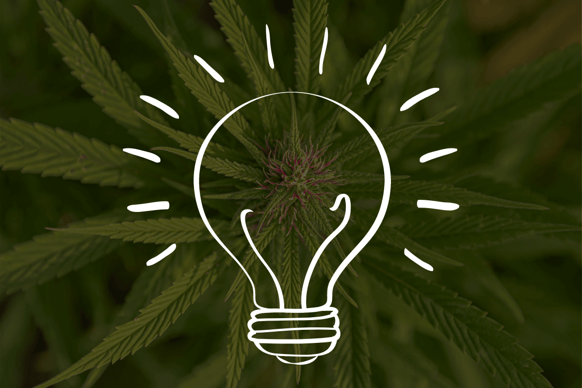10 Interesting Facts About Cannabinoids - Luce Farm Wellness