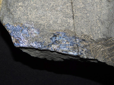 Permian Fish Slab