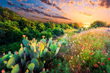 Cactus Sunset by MCA | Grand Art