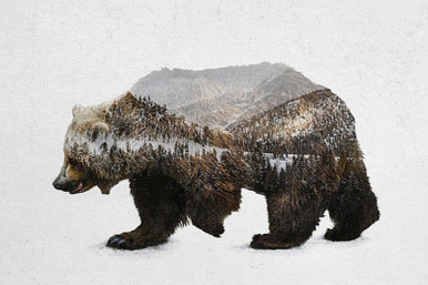 The Kodiak Brown Bear Artwork by Davies Babies | Grand Art