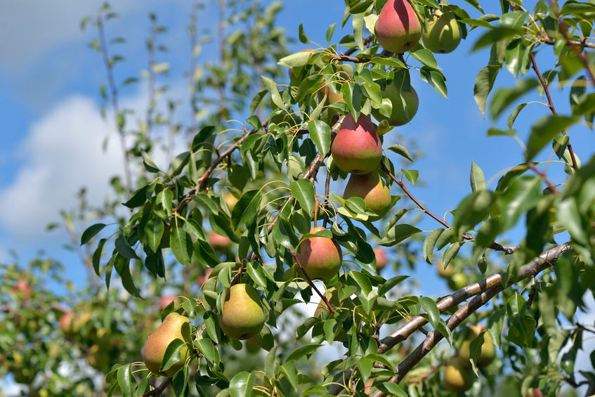 Paradise Pear - Heritage Fruit Trees