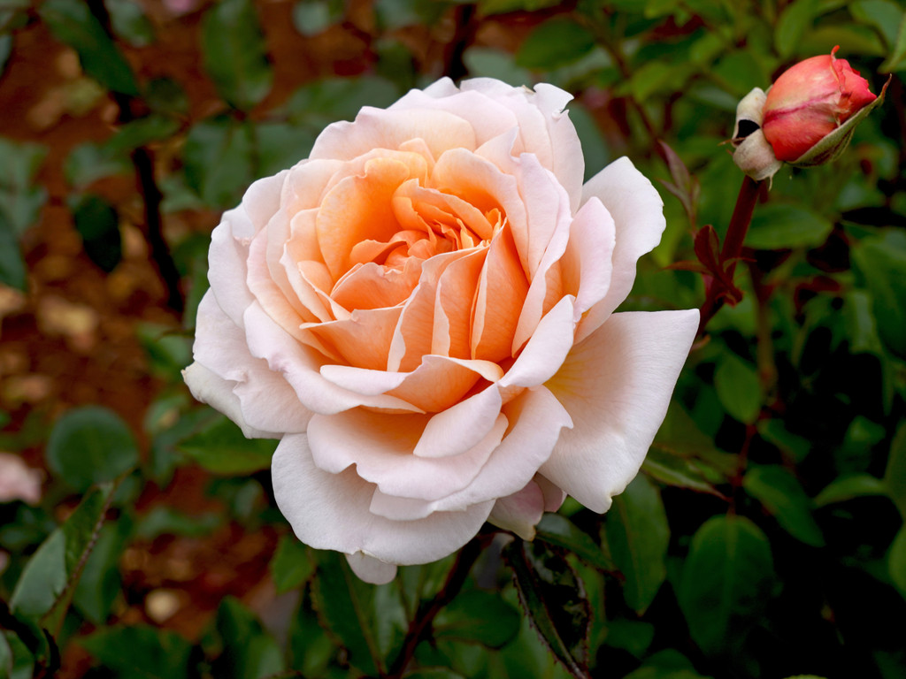 Spicy Parfuma Rose - Heritage Fruit Trees